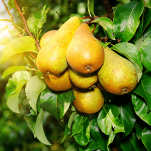 BULK – Fruit Group AG